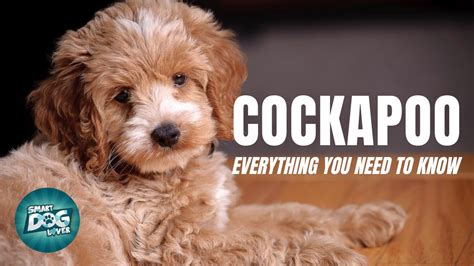 What Is The Temperament Of A Cockapoo