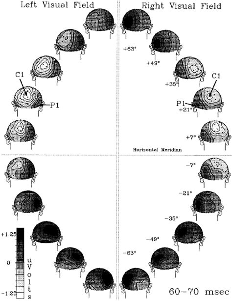 Voltage Topography As A Function Of Stimulus Position From 60 70 Download Scientific Diagram