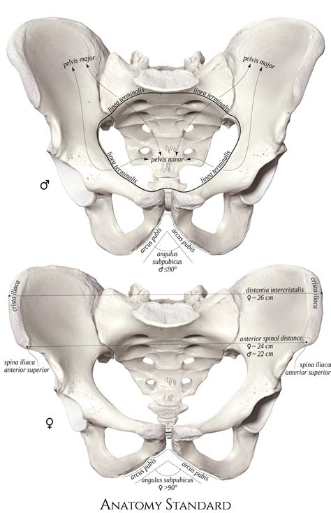 Pelvis Anterior View Labeled