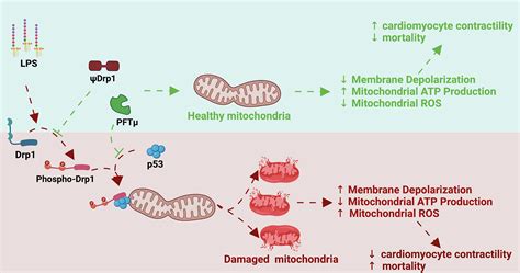 Drp1p53 Interaction Mediates P53 Mitochondrial Localization And Dysfunction In Septic