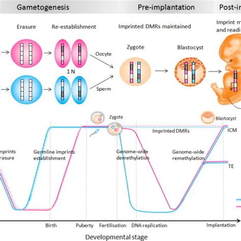 Human Imprinted Clusters Associated With Imprinting Disorders Download Scientific Diagram