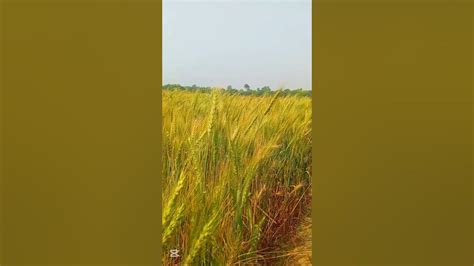 গম 🌾🌾 Youtube