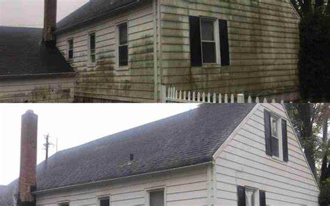 Algae Vs Mold Key Differences