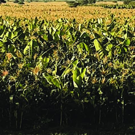 Pdf Smallholder Banana Based Farming System Dynamics Of Arba Minch