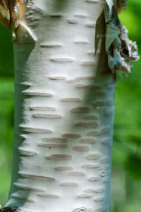 Birch Tree Close Up