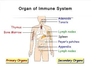 Immune System Structure Function Cells Types Of Body Defense Mechanisms Science Online