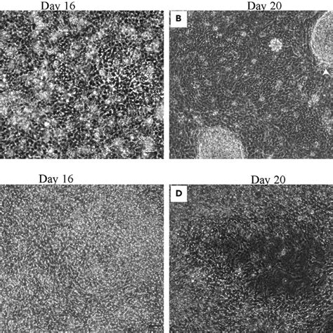 Morphology Of Ipsc Cells Transition To Rim Phase Day 2 To Day 1 A And