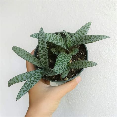 Silver Squill Scilla Violacea Succulent For Sale Care Guide