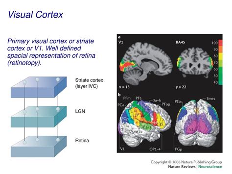 Maps In The Brain Introduction Ppt Download