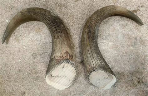 Buy Ethically Sourced 16 Musk Ox Horn Pair Approx 7 Lbs