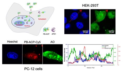 赵美萍课题组发展分子伴侣核酸探针实现活细胞核内核酸修复蛋白的动态荧光成像 科研进展 北京大学化学与分子工程学院