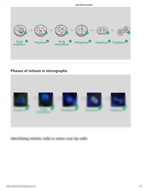 SOLUTION BIO01 Mcgrawhill Virtual Lab Cell Division Examining Mitosis