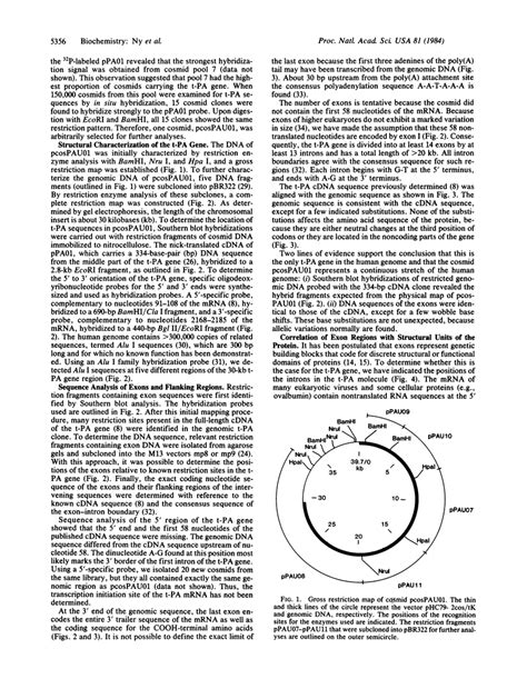 The Structure Of The Human Tissue Type Plasminogen Activator Gene