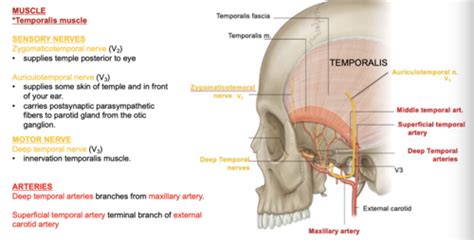 Temporal Infratemporal Fossa Flashcards Quizlet