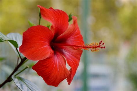 11 Natural Sources For Beta Blockers Chilifestyle