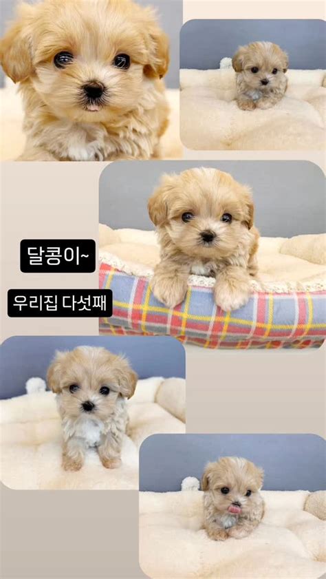 박인해 2505 우리집 다섯째 달콩이~~ 첫째 셋째 오빠와 첫만남 집에 오는길 무서워하지도 않고 누워서 잘도 자는 달콩이 포미가 혼자 심심해서 이제 외롭지 않을듯