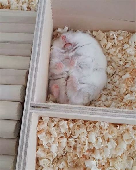 발라당 누워서 자는 햄스터 Youtube