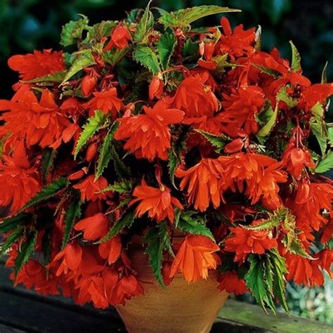 Orange Trailing Pendula Begonia