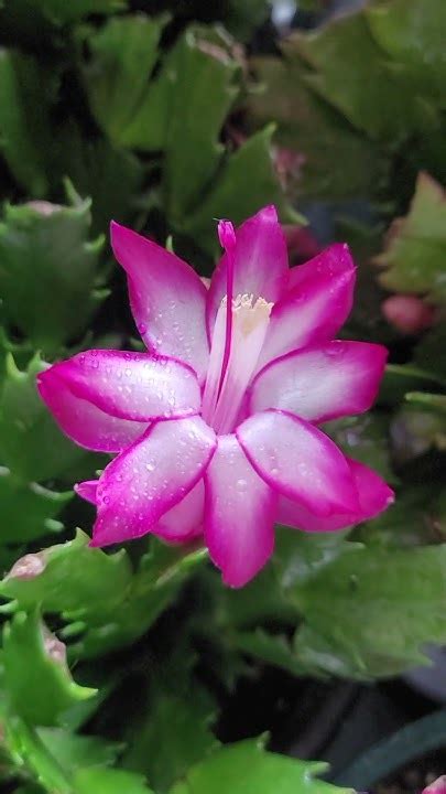 장민호남자는말합니다라인핑크게발가재발선인장 Youtube