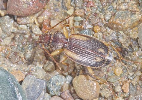 Photo 81593 Cymindis Binotata