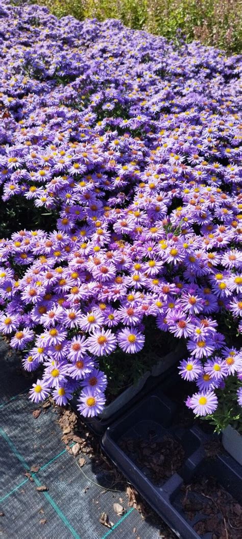 Aster Dumosus ‚prof Anton Kippenberg Záhradníctvo Čambor