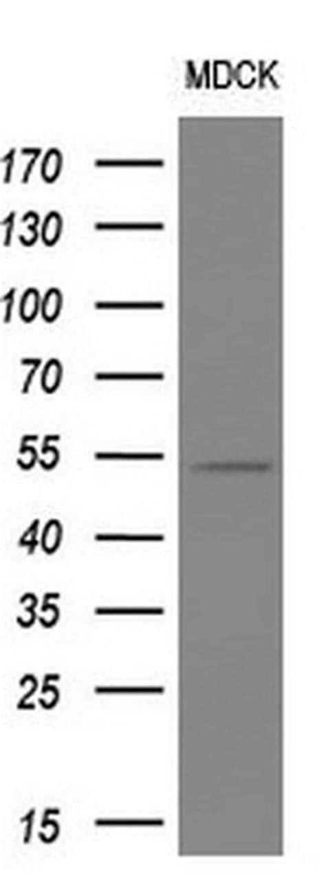 Origene Technologies Siglec9 Mouse Anti Human Clone Oti3g8 Truemab™ Origene 30 μl