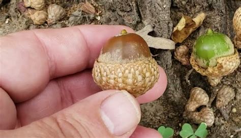 10 Different Types Of Acorn To Know About