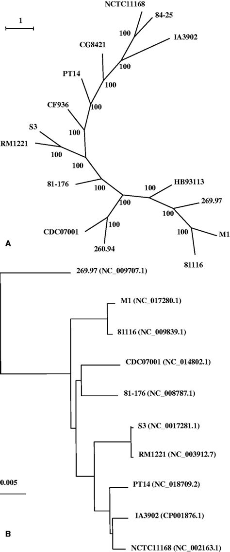 Phylogenetic Analysis Of Campylobacter Jejuni Ia3902 And Other