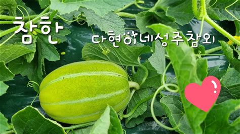 참한 다현이네성주참외 2차 수정 참외수정 다현이네성주참외 Youtube