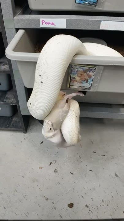this ball python thinks she s a green tree python 🤣 youtubeshorts