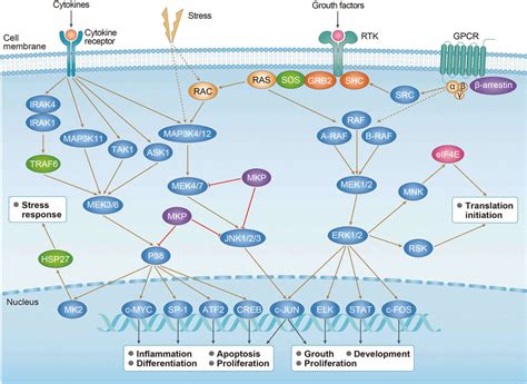 Creb Signaling Pathway