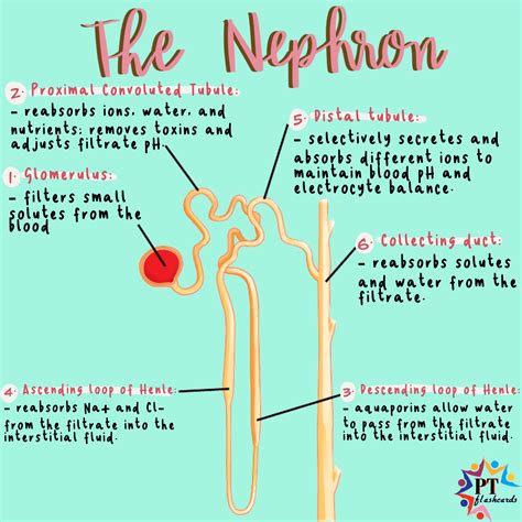 Functioning Of The Nephron