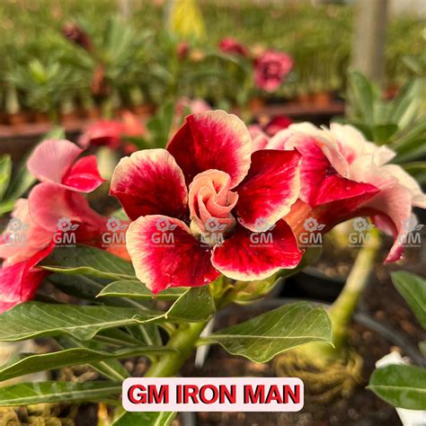 Rosa Do Deserto Gm Iron Man Gm Rosa Do Deserto