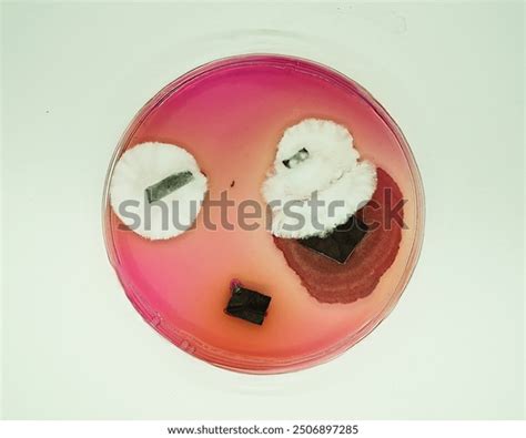 Microbiology Trichoderma Bacillus Subtilis Phytopathology Petri Stock
