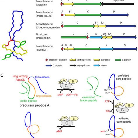 Representative Structure And Biosynthesis Of A Lasso Peptide A