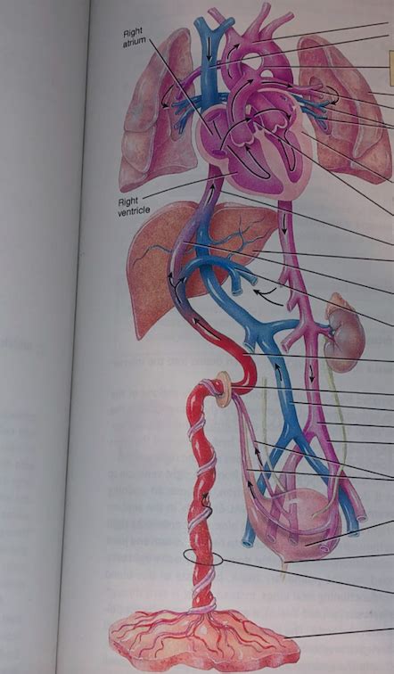 Diagram Of Unique Fetal Circulation Structures Quizlet