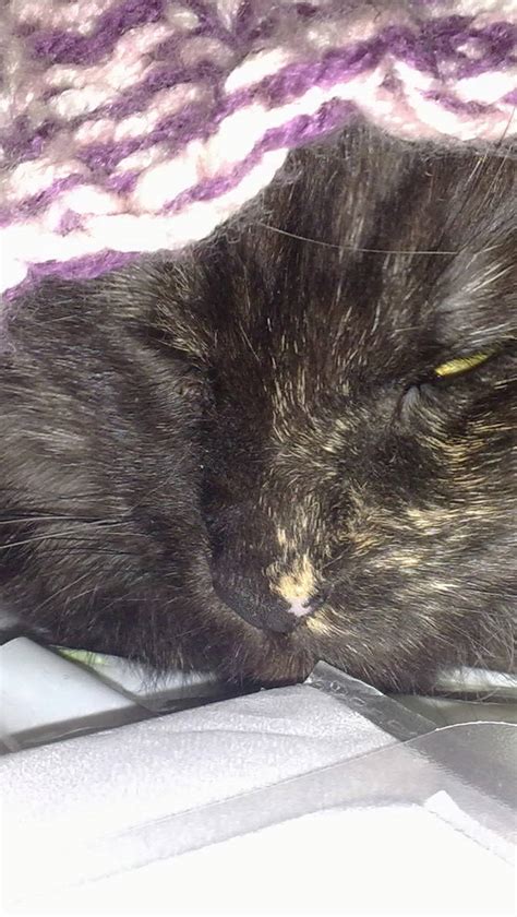 Cailin By Ceylin123 On Deviantart