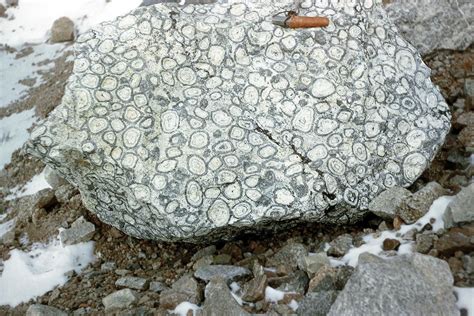 Orbicular Granite Rocks And Minerals Fossils Geology Granite