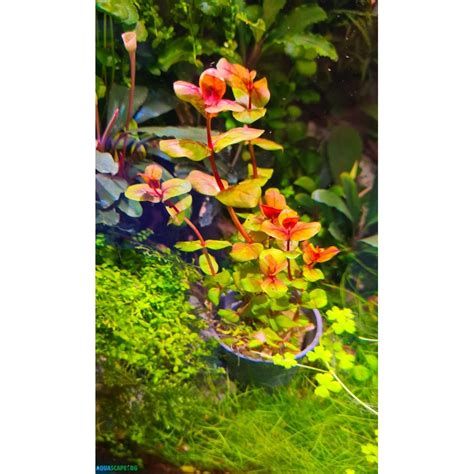 Rotala macrandra - Ротала макрандра - Гигантска червена ротала