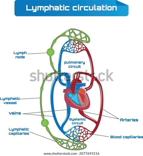 Sistema Circulatorio Humano Diagrama Del Sistema Vector De Stock