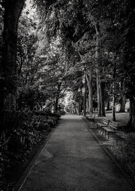 Premium Photo Grayscale Photo Of A Pathway Between Trees Photo