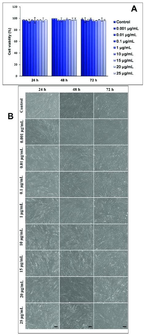 Cell Viability And Morphology Of Mrc 5 Lung Fibroblasts After Exposure
