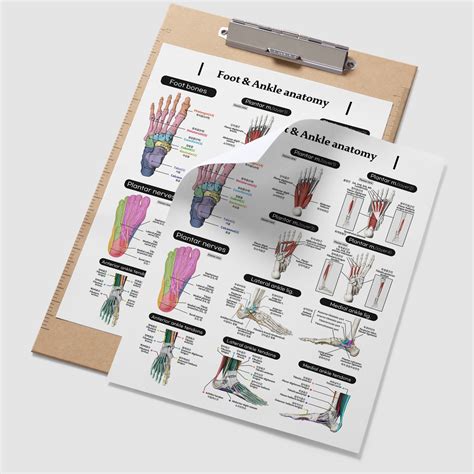 의학그림 메디컬 일러스트 Callidesign 캘리일러스트와 함께 근육공부 넓은목근 광경근 Platysma Muscle 근육그림과 명칭 일러스트 캘리디자인