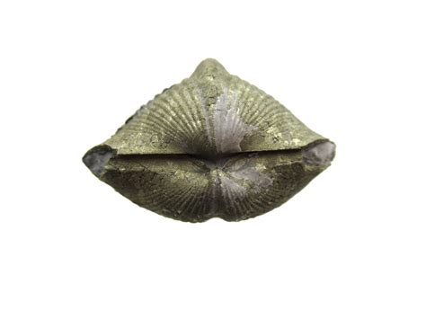 Sylvania Ohio Pyritized Brachiopod 4 Fossils For Sale