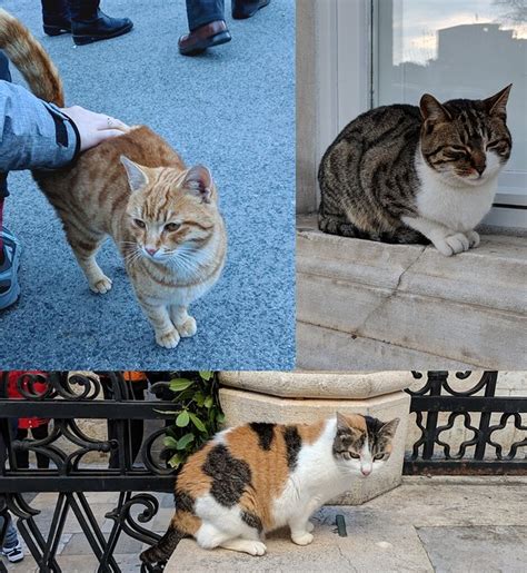 Sex Linked Genes Biology Oer Page 5