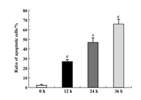 Detection Of Apoptotic Cells By Flow Cytometry Ht 29 Cells Were