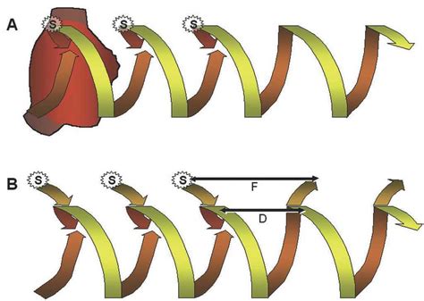 Atrial Flutter An Update Revista Española De Cardiología Atrial Flutter An Update Revista Española De Cardiología