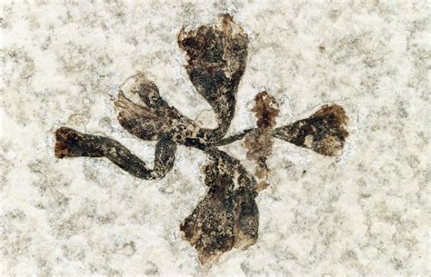 Flower Fossil