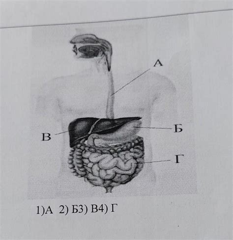 на рисунке изображена схема строения пищеварительной системы человека Укажите и обозначьте