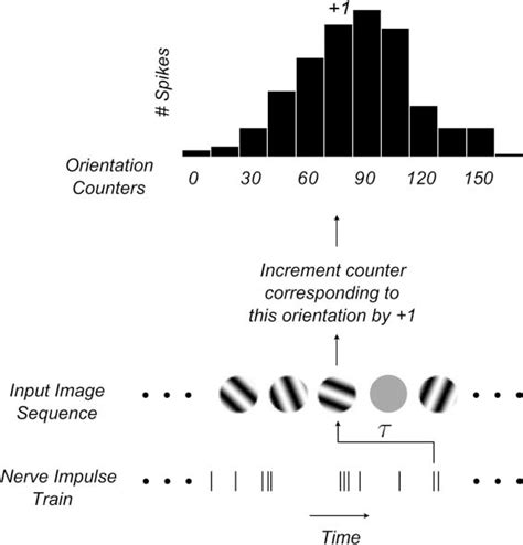figure 2 from dynamics of orientation selectivity in the primary visual